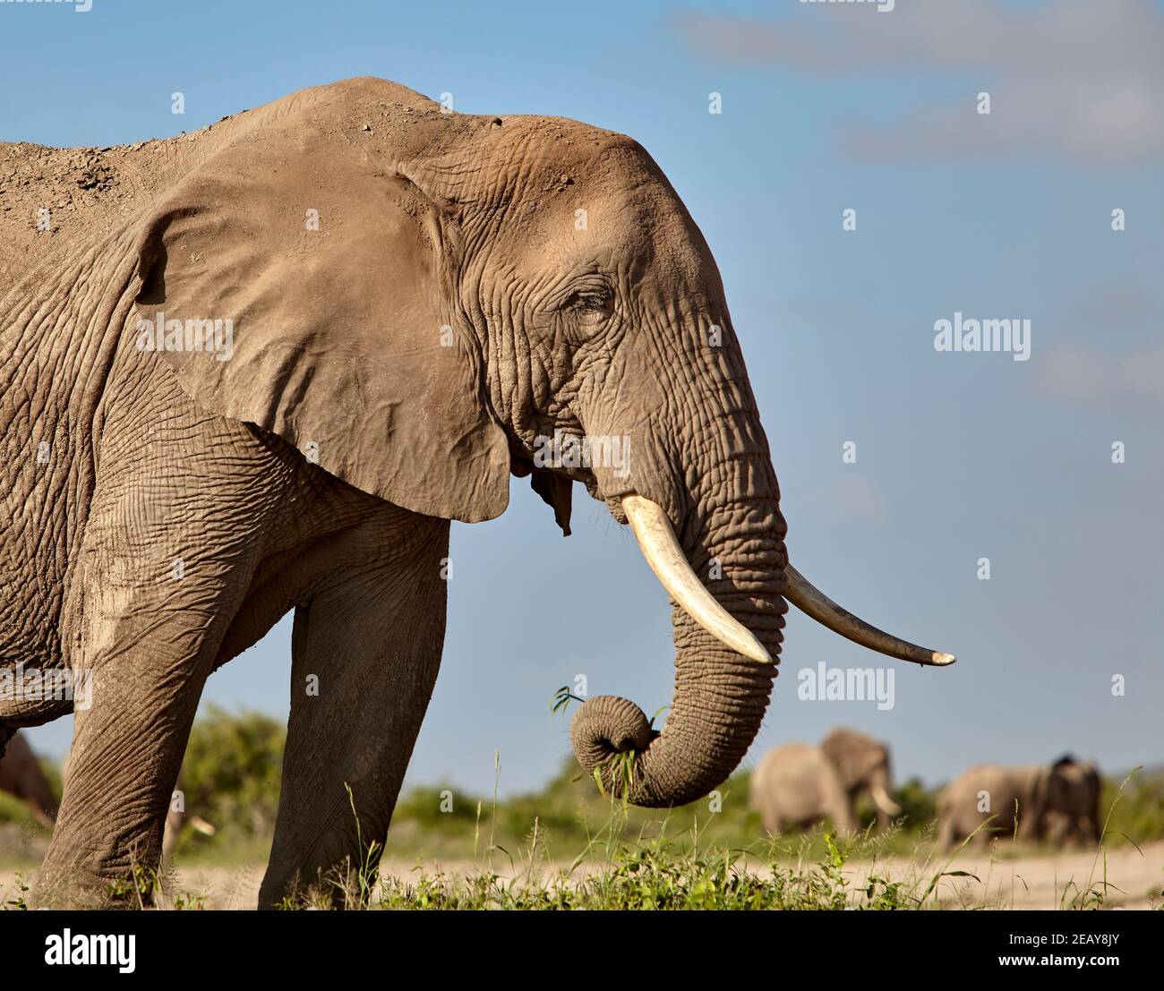 Chilled elephant hi-res stock photography and images - Alamy