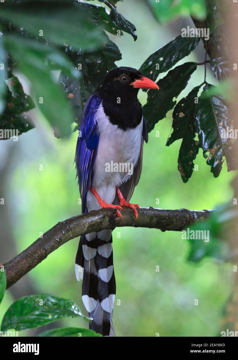 Red billed blue pie hi-res stock photography and images - Alamy