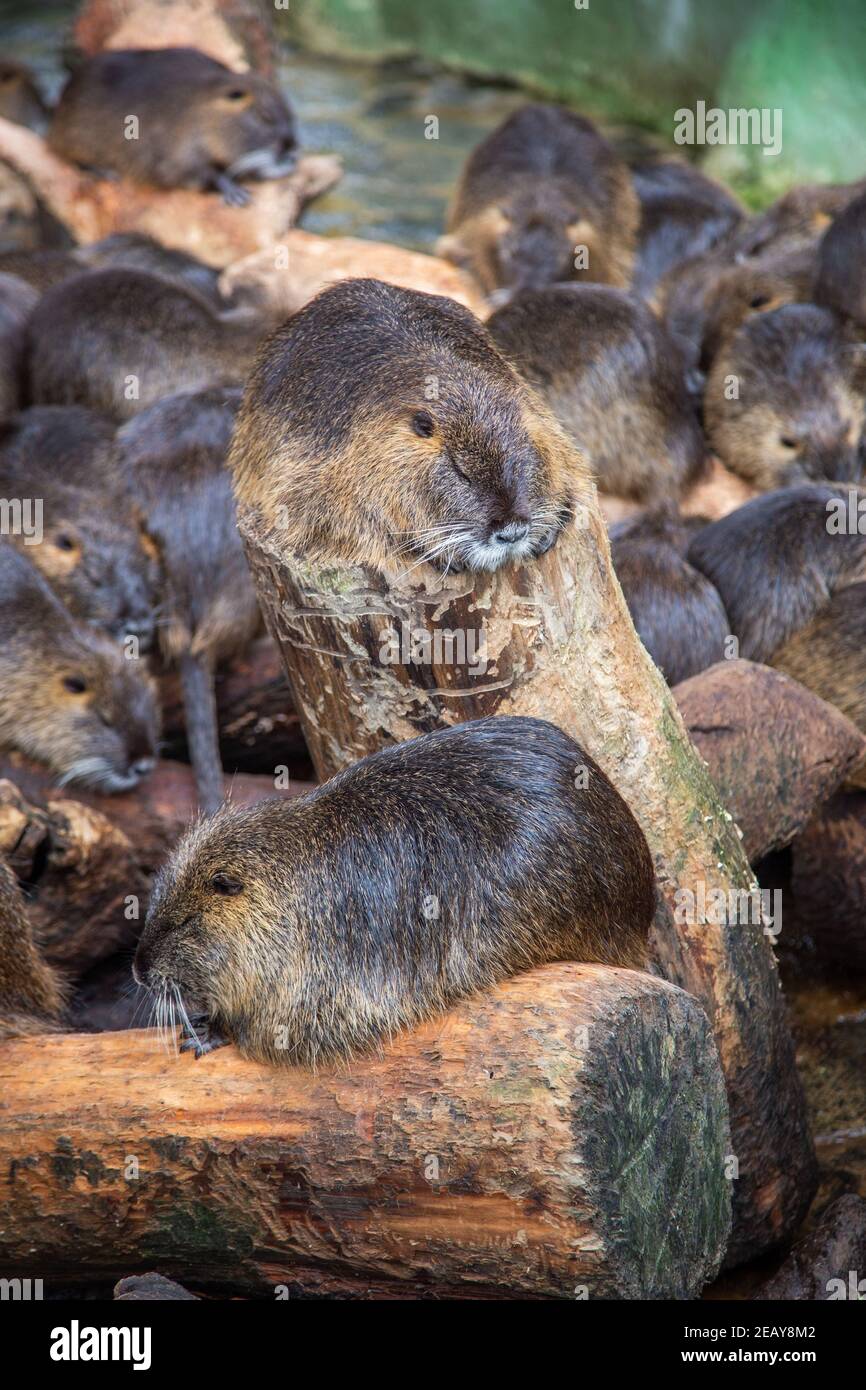 Group of nutrias in a Zoo Stock Photo - Alamy