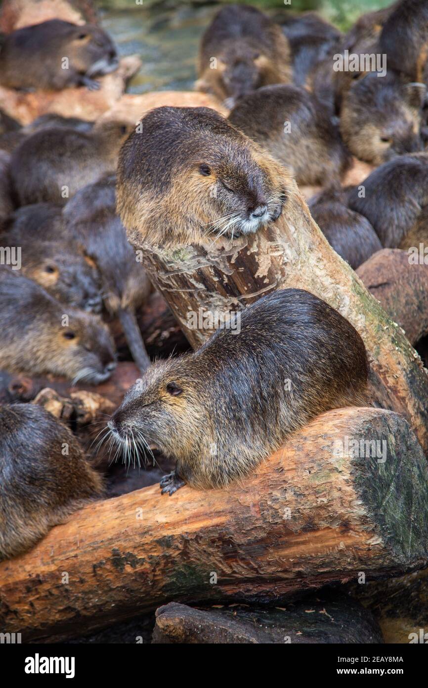 Group of nutrias in a Zoo Stock Photo - Alamy