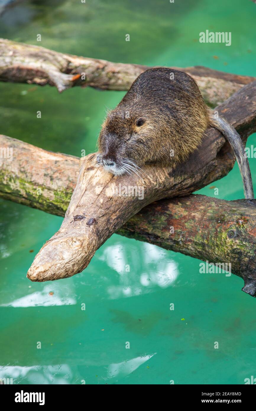 Nutria on a log in a Zoo Stock Photo - Alamy