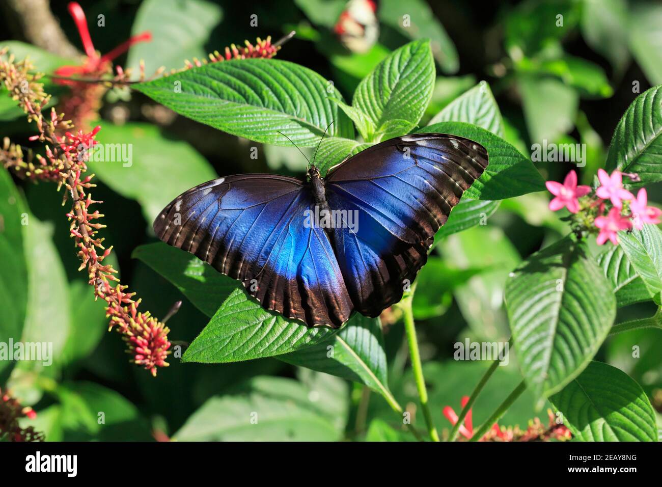 Peleides Blue Morpho butterfly, Morpho peleides, upper side Stock Photo ...