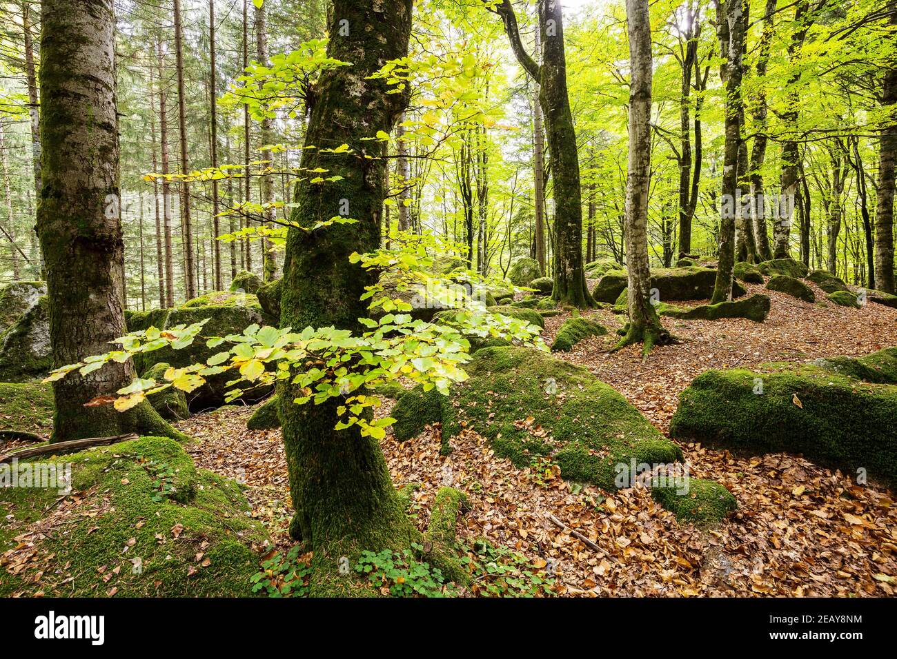 bright undergrowth with beech trees Stock Photo - Alamy