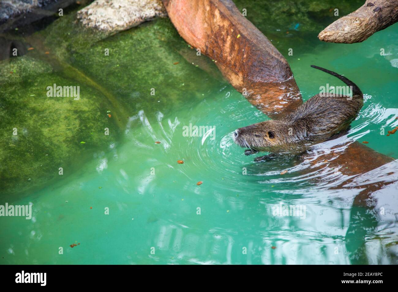 Nutria swimming in water Stock Photo - Alamy