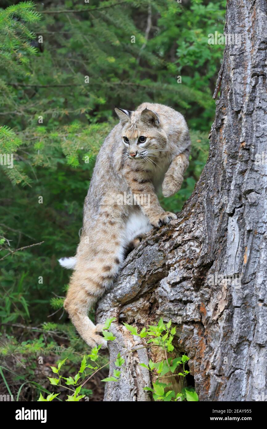 Bobcat, Lynx rufus Stock Photo - Alamy