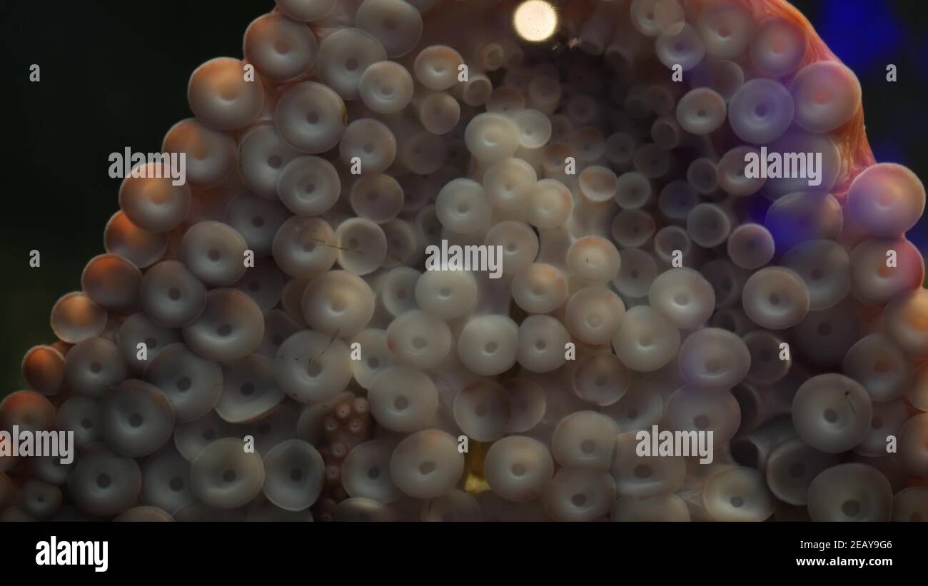 Colossal Squid Tentacles