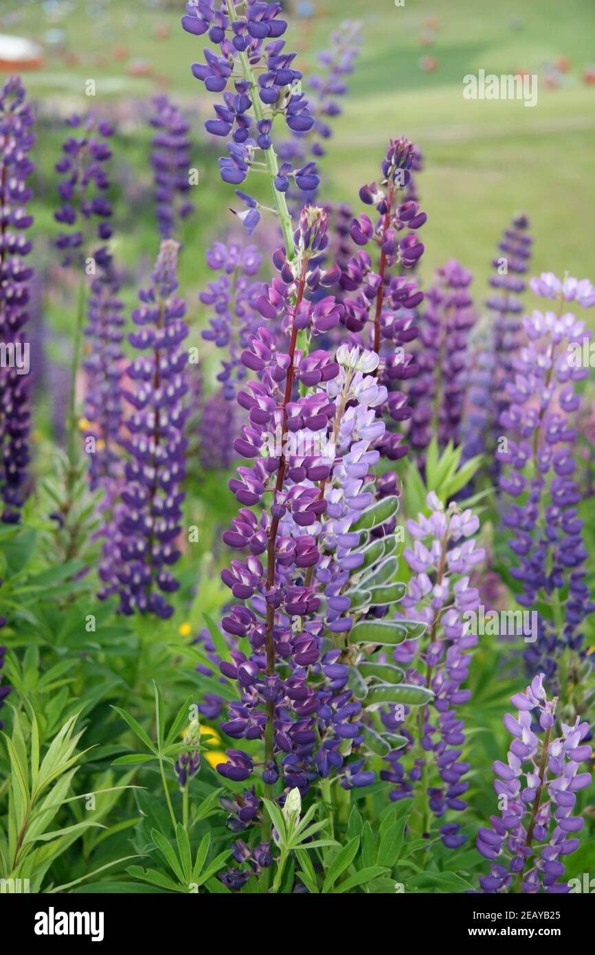 Purple Lupine stems growing in a garden. Springtime Stock Photo - Alamy