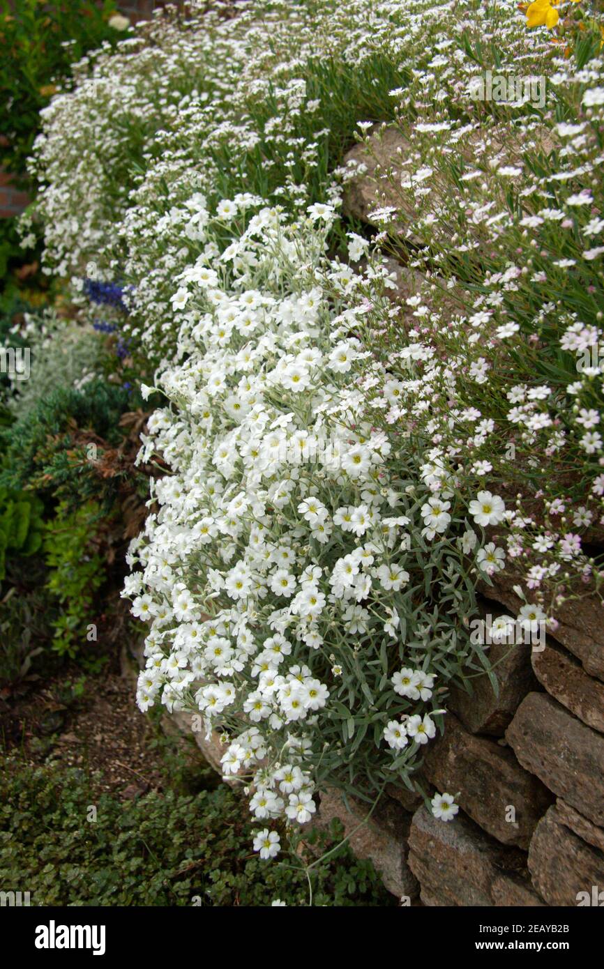 Baby’s Breath Gypsophila elegans growing on a garden's wall. Springtime ...