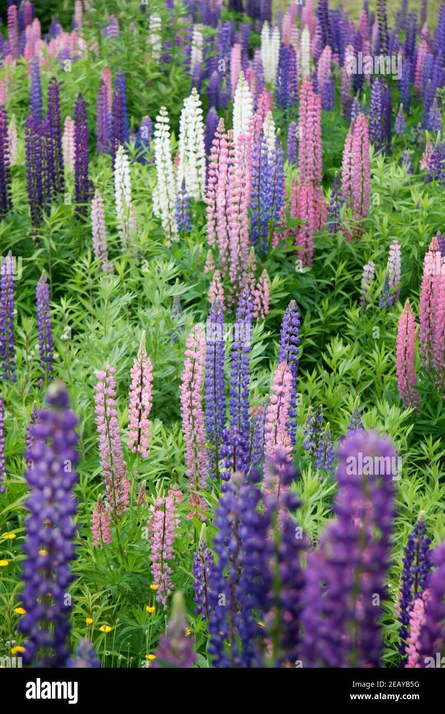Lupine stems growing in a garden. Springtime Stock Photo - Alamy