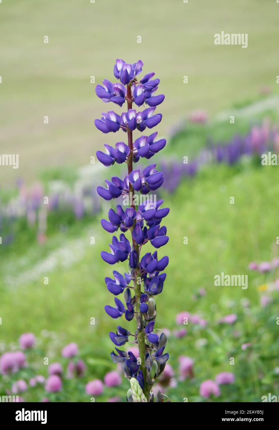 Lupin with blurred background hi-res stock photography and images - Alamy