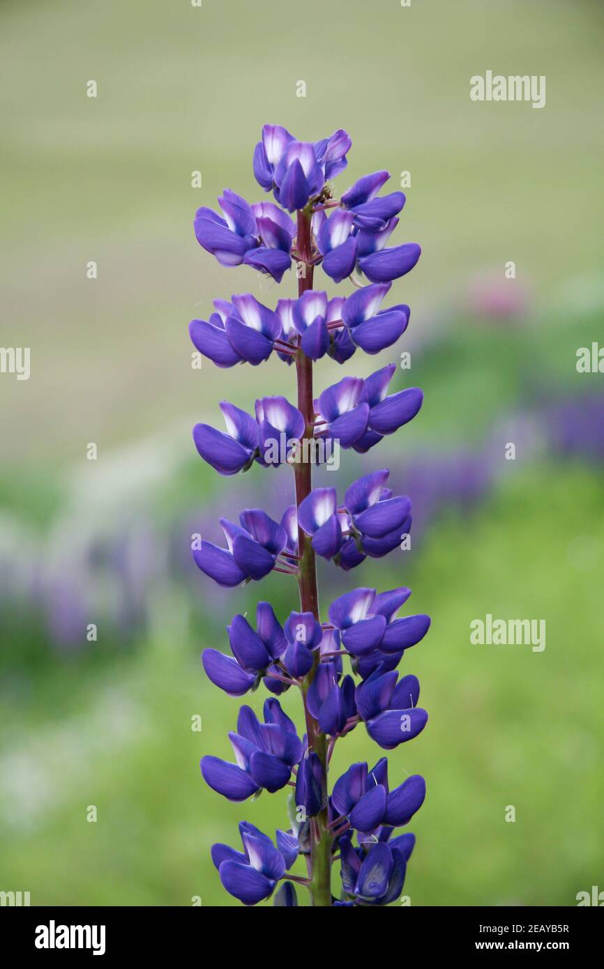 Lupin with blurred background hi-res stock photography and images - Alamy