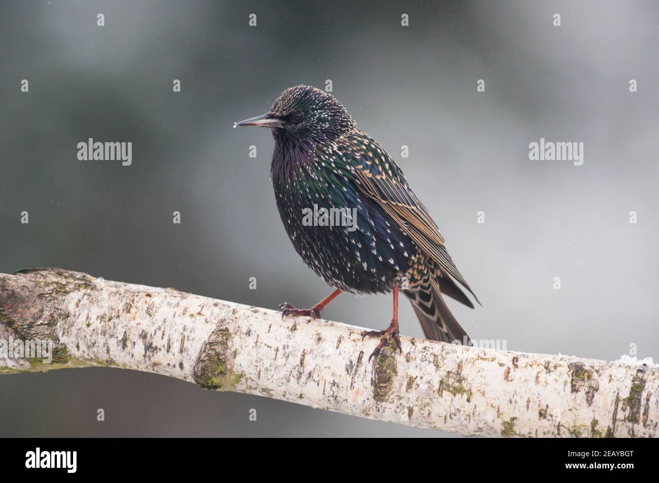A Starling in the winter snow ( Sturnus vulgaris ) in the Uk Stock ...