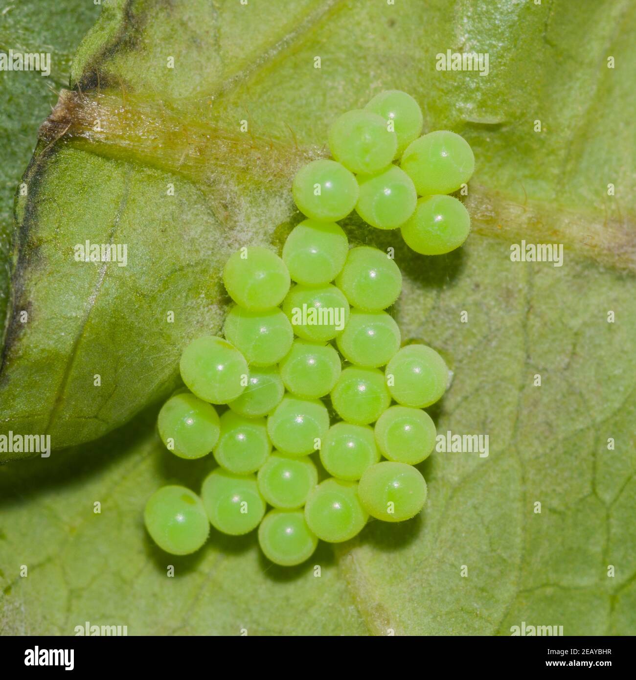 Green Shield Bug ( Palomena prasina ) eggs on underside of leaf waiting ...