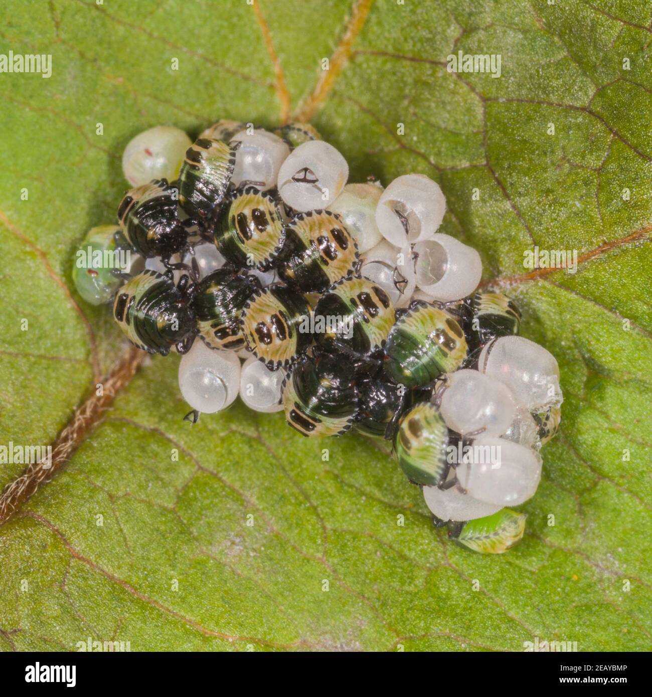 Green Shield Bug ( Palomena prasina ) immature nymph hatching from the ...