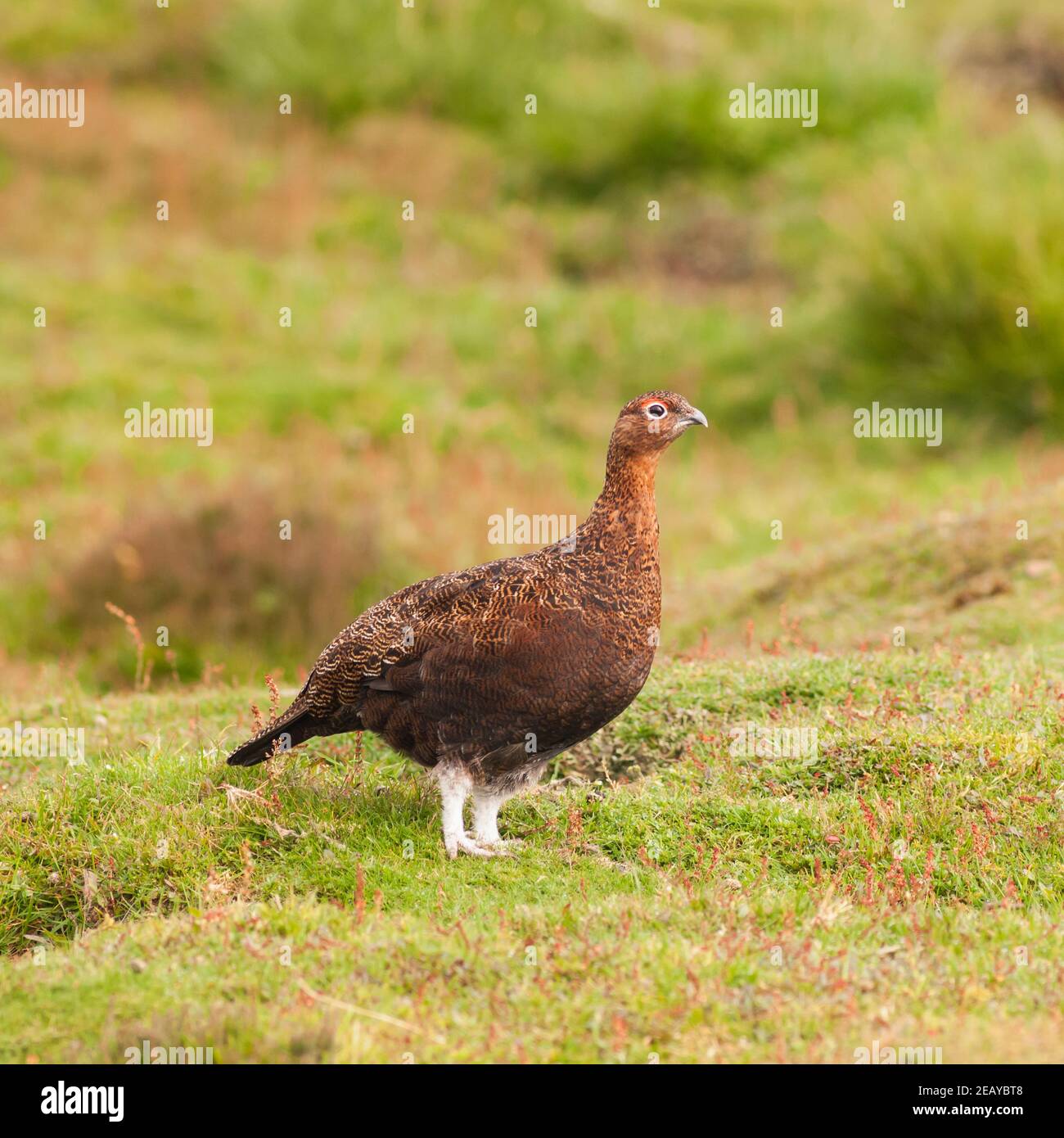 English game birds hi-res stock photography and images - Alamy