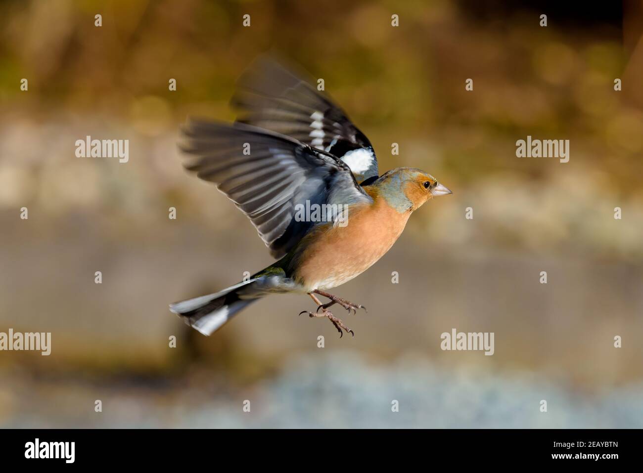 Chaffinch in Flight Right Profile Stock Photo - Alamy