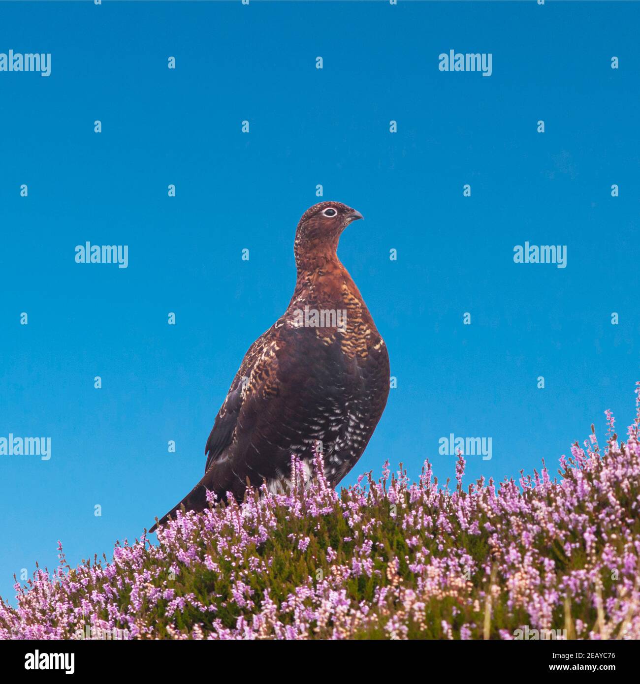 A Red Grouse ( Lagopus lagopus scoticus ) in moorland, Yorkshire Dales ...