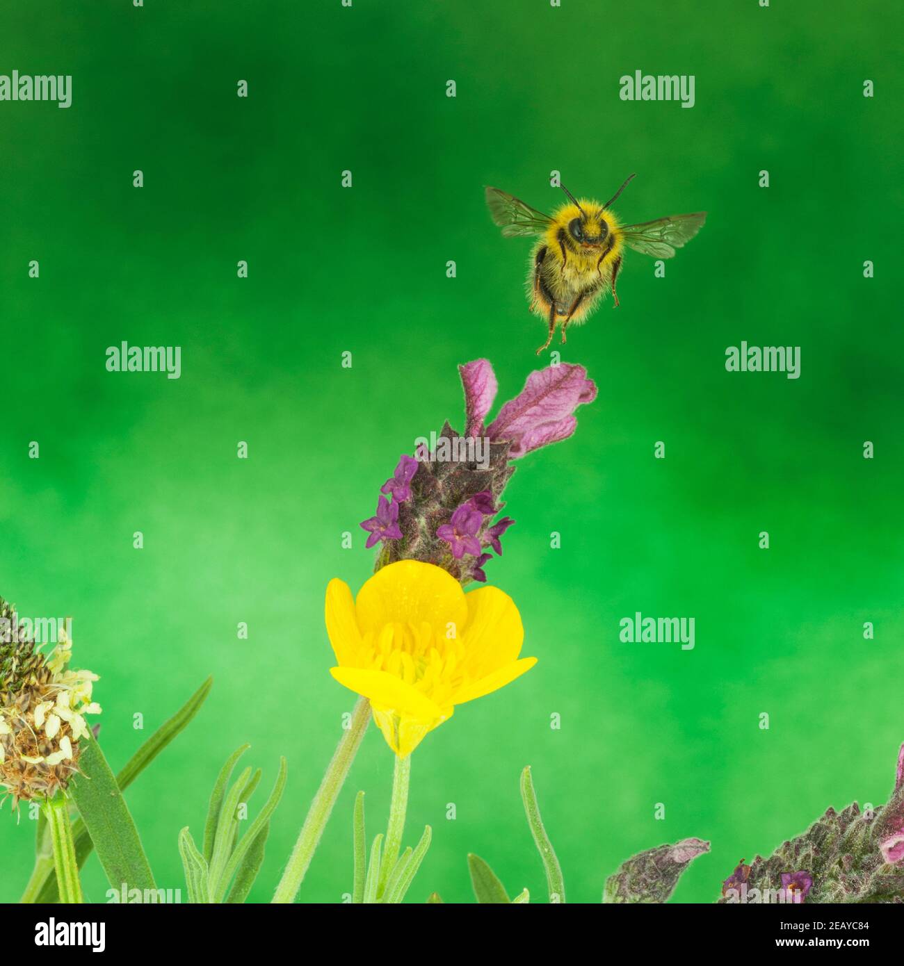 Free the bee hi-res stock photography and images - Alamy