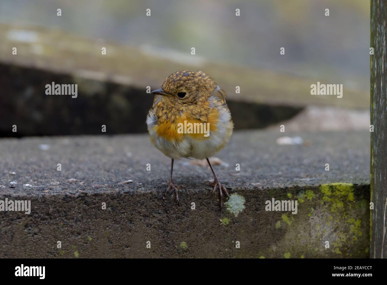 Young Fledgling Robin High Resolution Stock Photography and Images - Alamy
