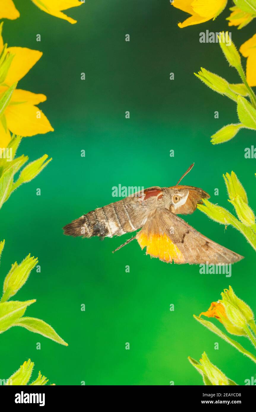 A Hummingbird Hawk moth Macroglossum stellatarum in flight Stock Photo ...