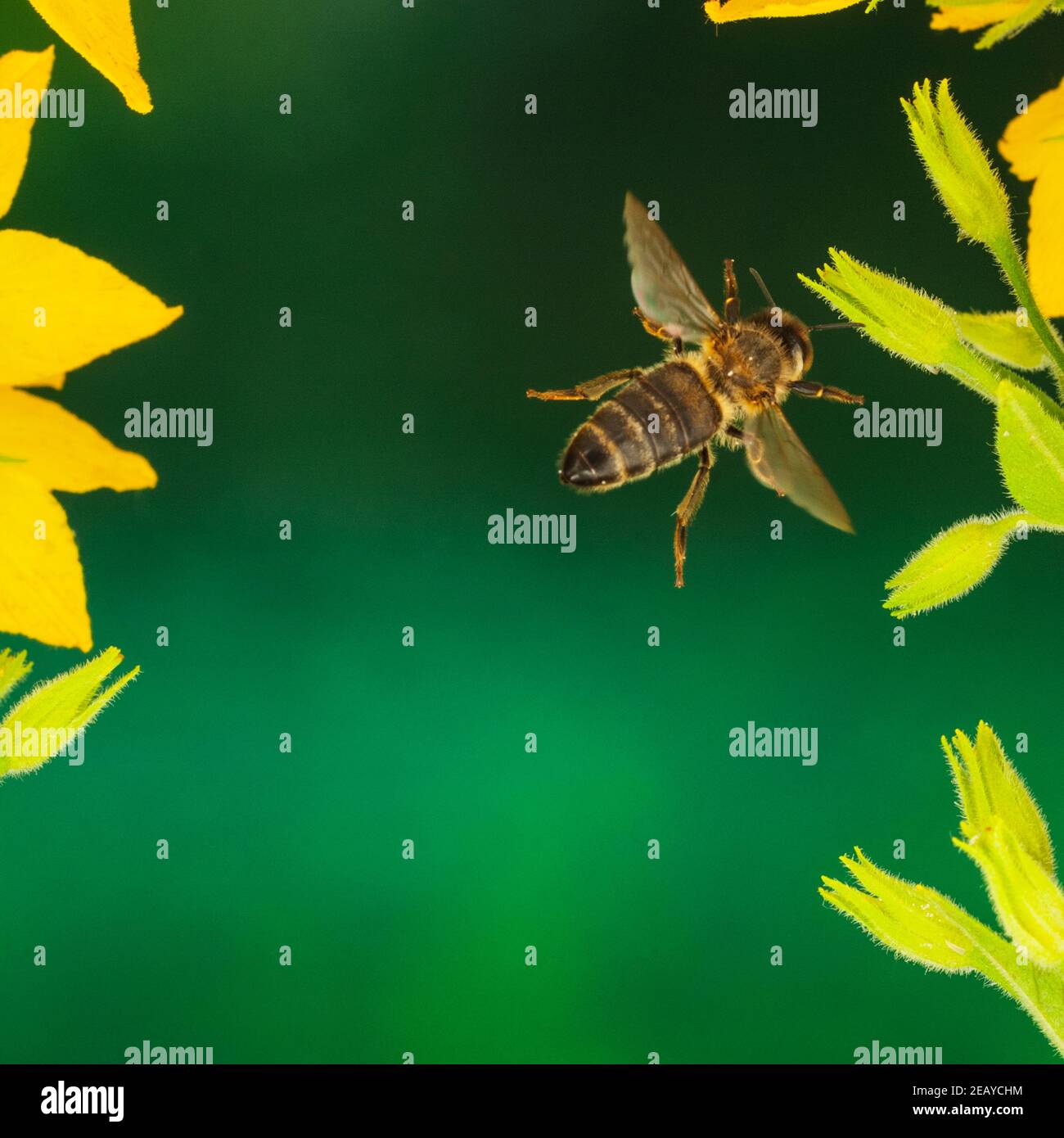 Freedom of flight hi-res stock photography and images - Alamy