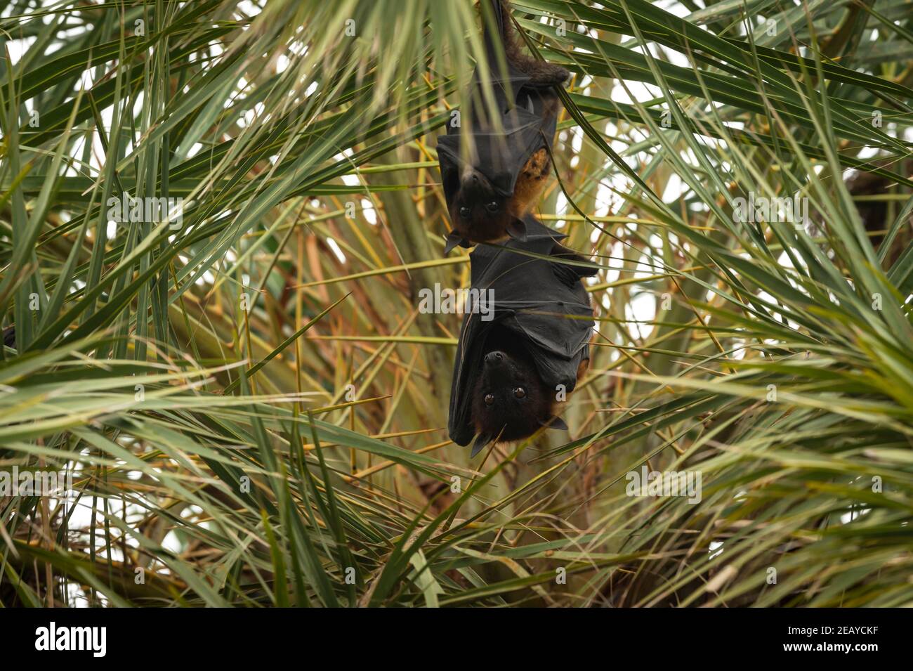 indian flying fox or greater indian fruit bat portrait hanging from ...
