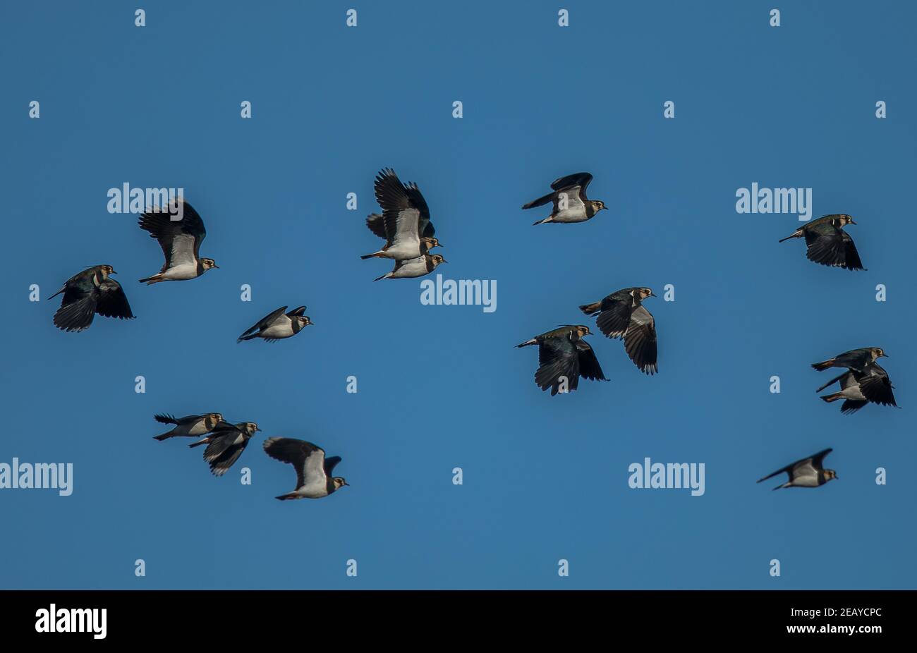 Lapwings flying together hi-res stock photography and images - Alamy