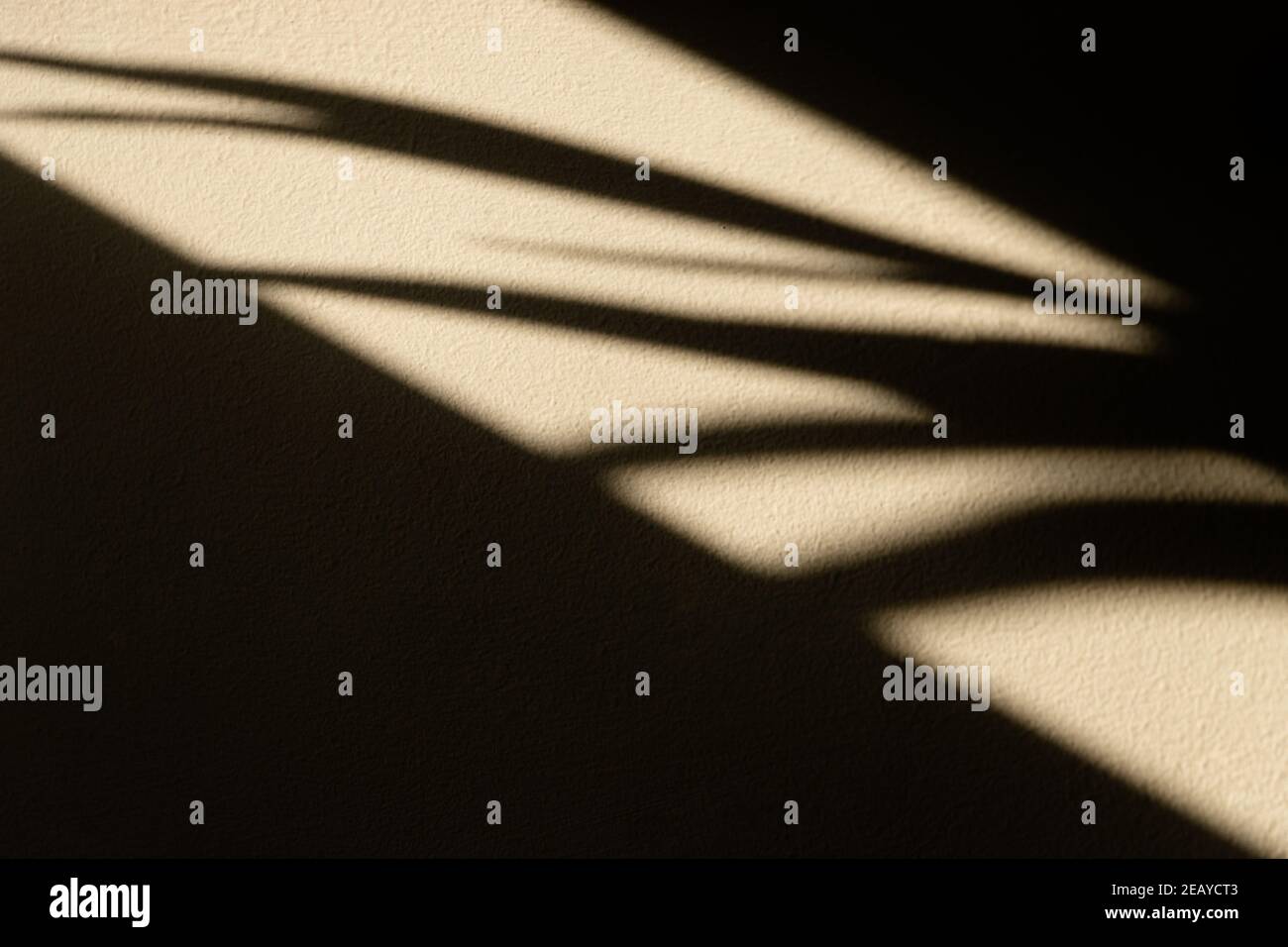 Abstract Shadow Design of Plants on Textured Interior Wall Stock Photo ...