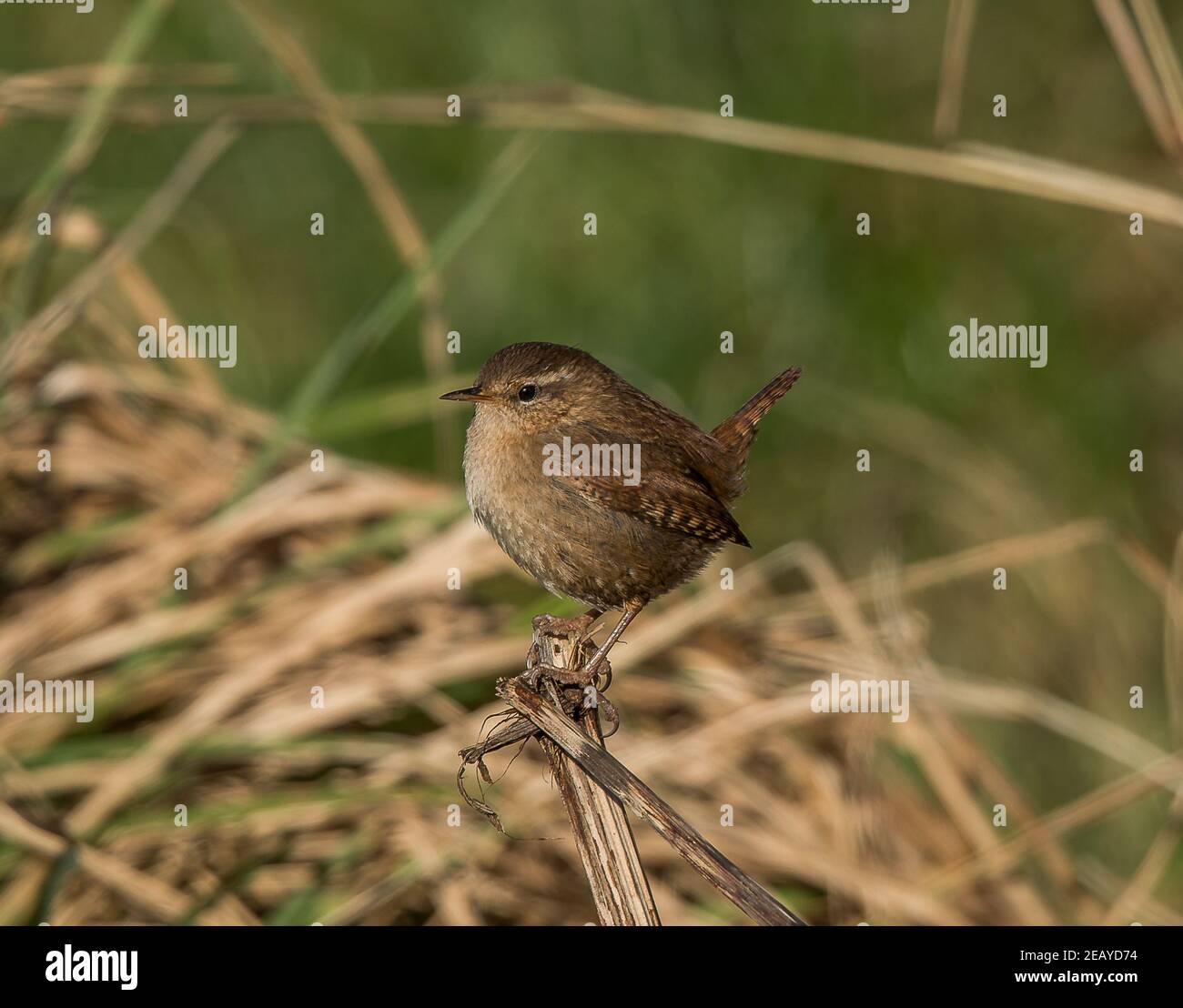 Wren in morning sun hi-res stock photography and images - Alamy