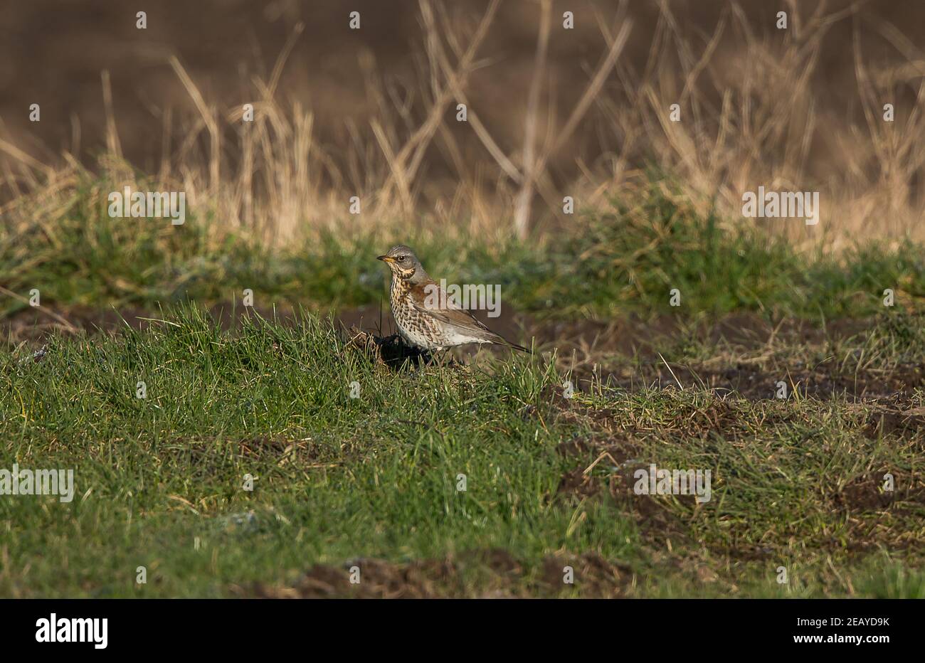 Fieldfare in sunshine hi-res stock photography and images - Alamy