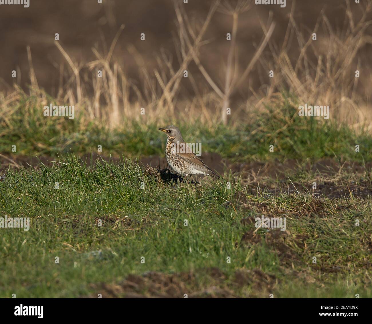 Fieldfare in sunshine hi-res stock photography and images - Alamy