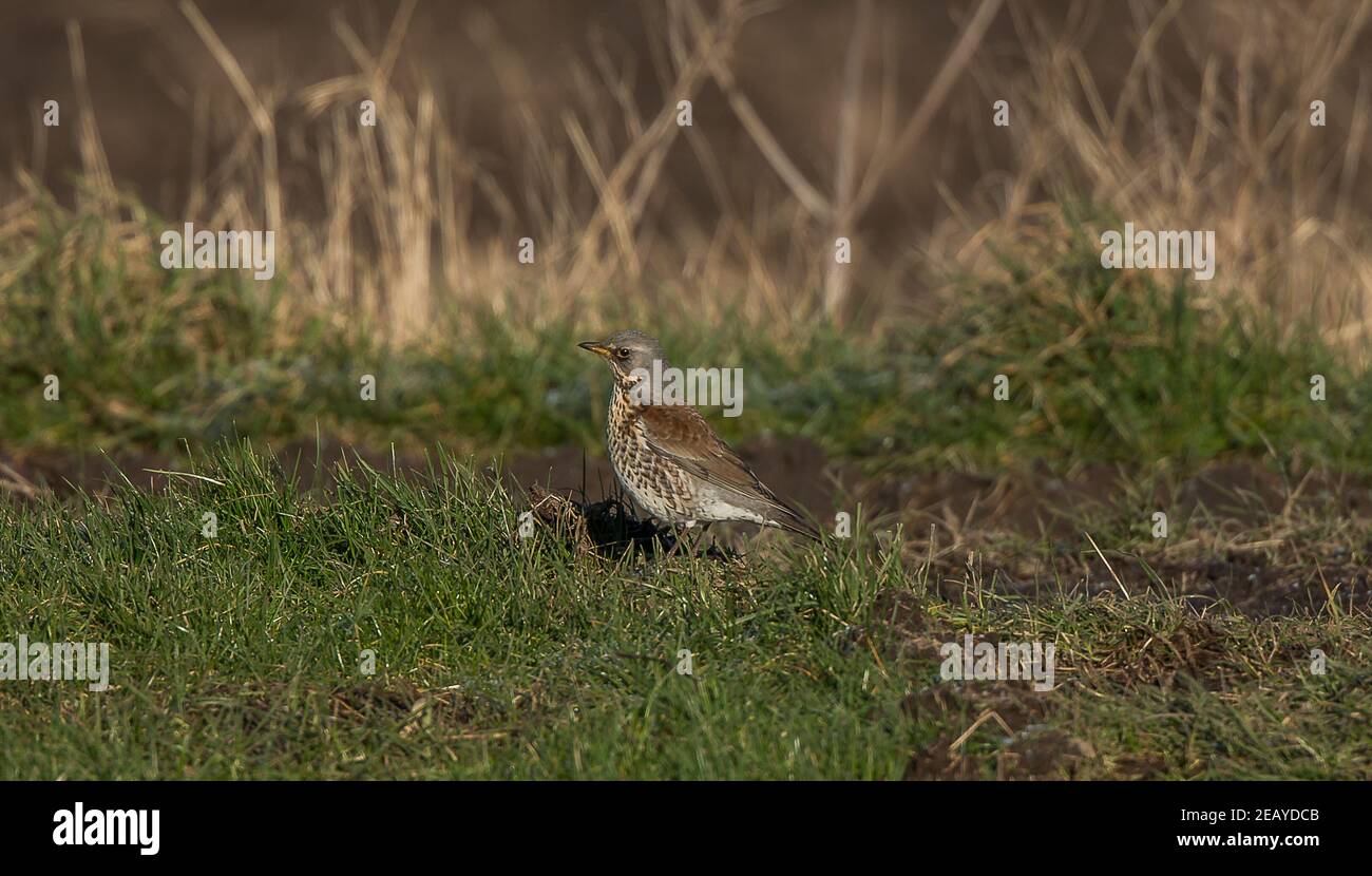 Fieldfare in sunshine hi-res stock photography and images - Alamy