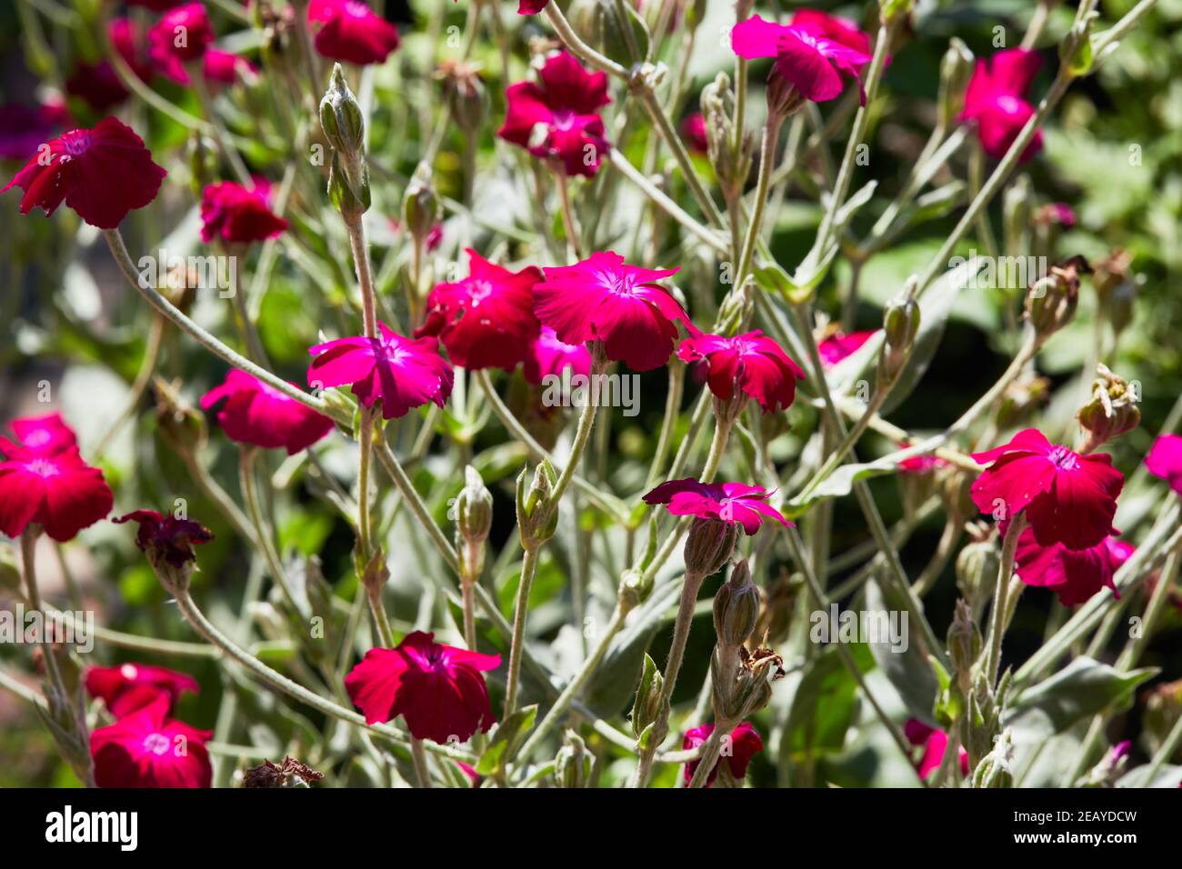 Lychnis coronaria syn. Silene coronaria in full bloom (rose campion ...