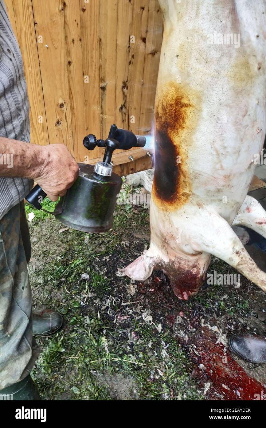Pigs fire burning hi-res stock photography and images - Alamy