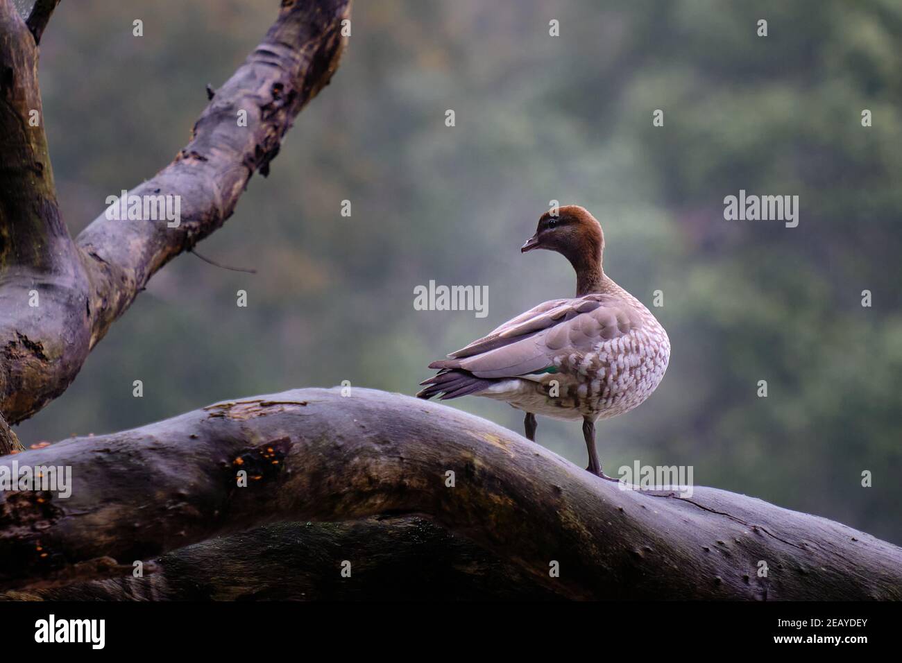 Australian spotted duck hi-res stock photography and images - Alamy
