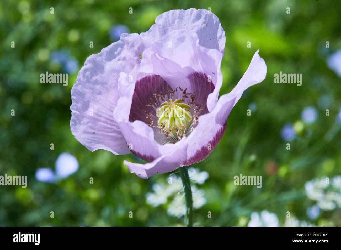 Pink blooming poppy plant. Poppy field Stock Photo - Alamy