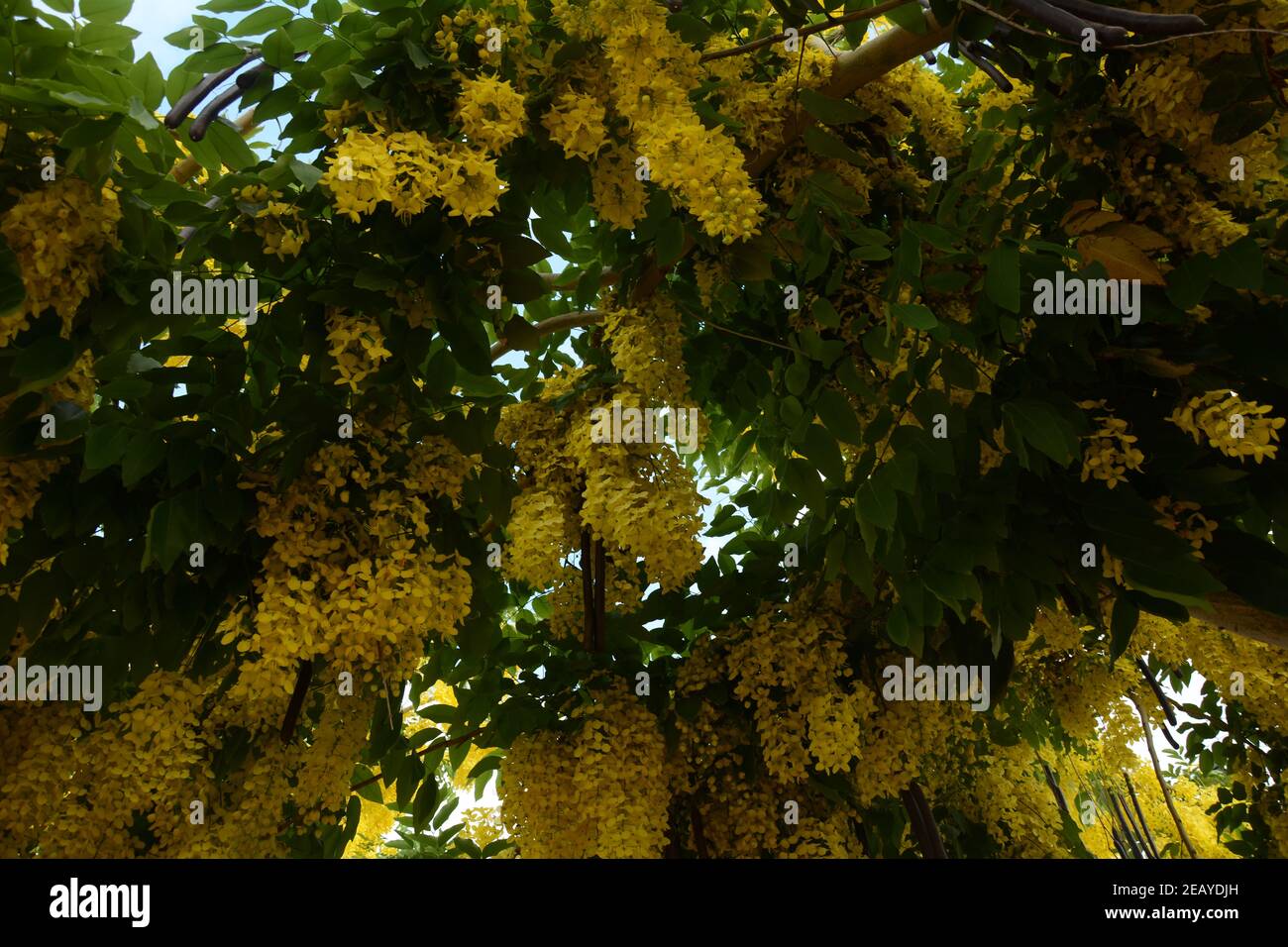 Cassia fistula, commonly known as golden shower, purging cassia,Indian laburnum, or pudding-pipe ...