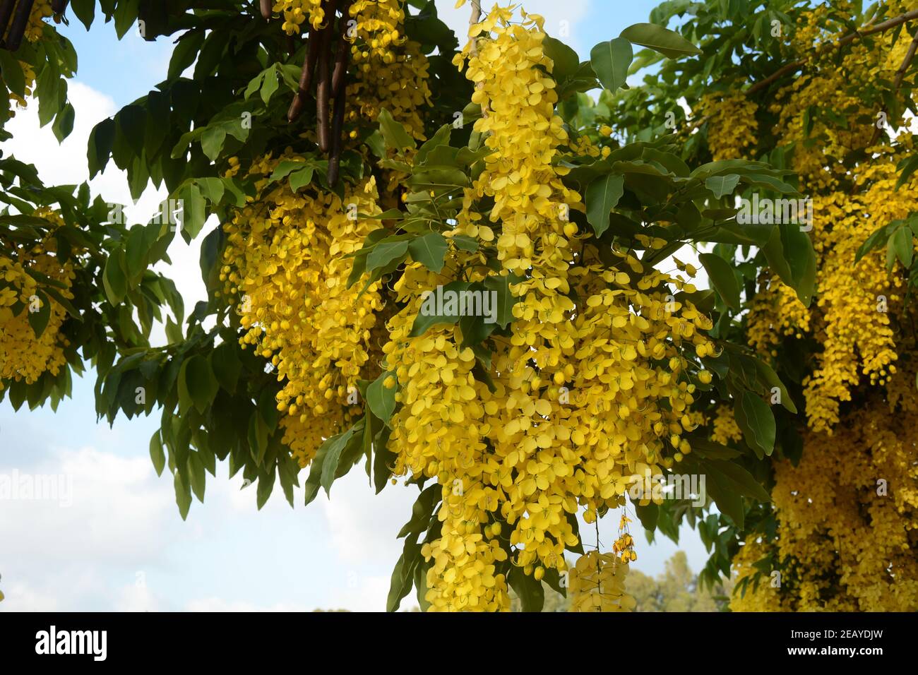 Cassia Fistula Commonly Known As Golden Shower Purging Cassia Indian