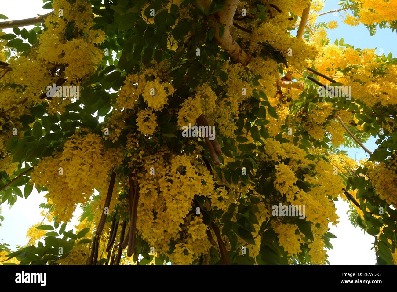 Cassia fistula, commonly known as golden shower, purging cassia,Indian laburnum, or pudding-pipe ...