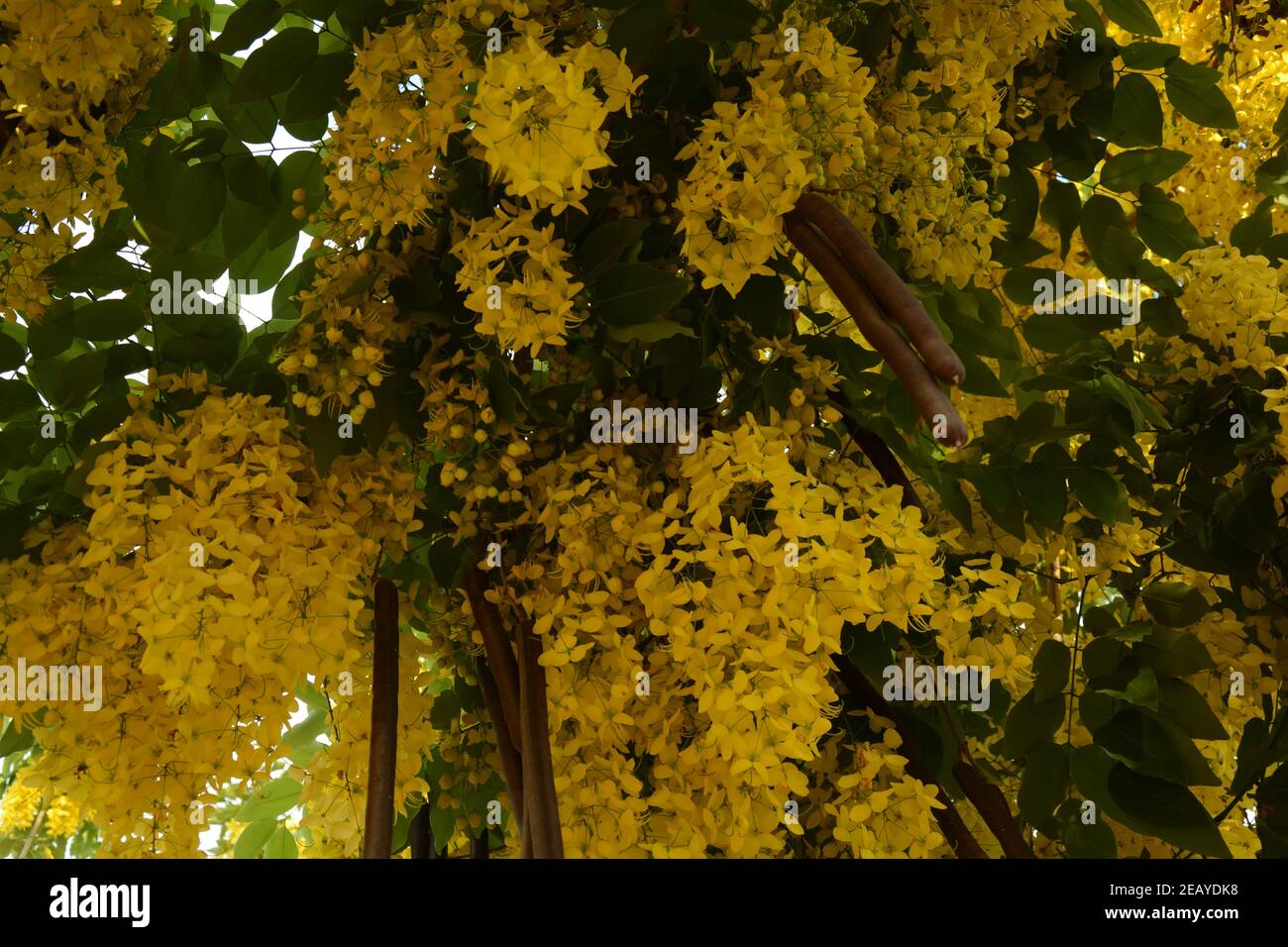 Cassia fistula, commonly known as golden shower, purging cassia,Indian laburnum, or pudding-pipe ...