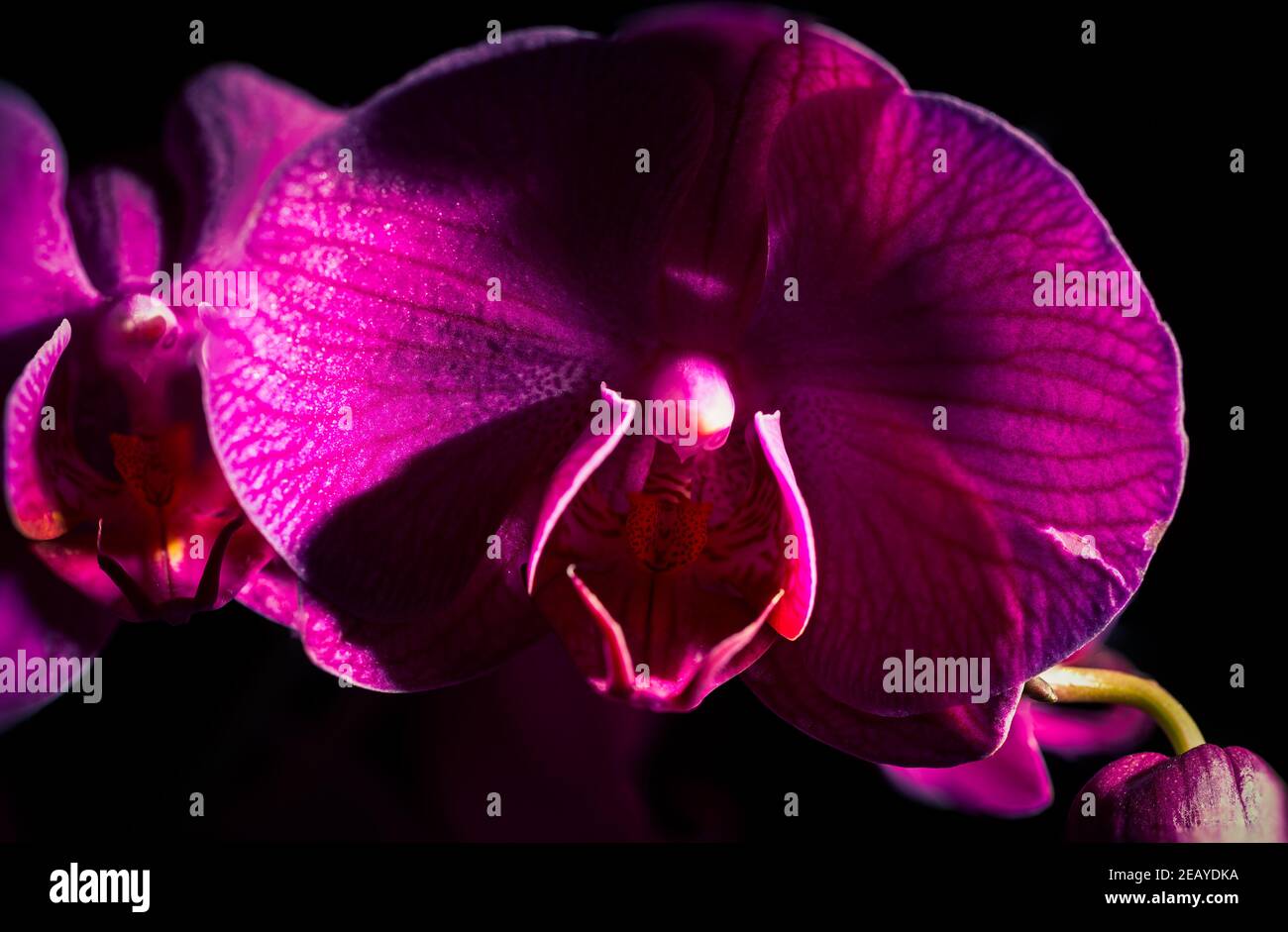 beautiful red orchid against black background Stock Photo - Alamy
