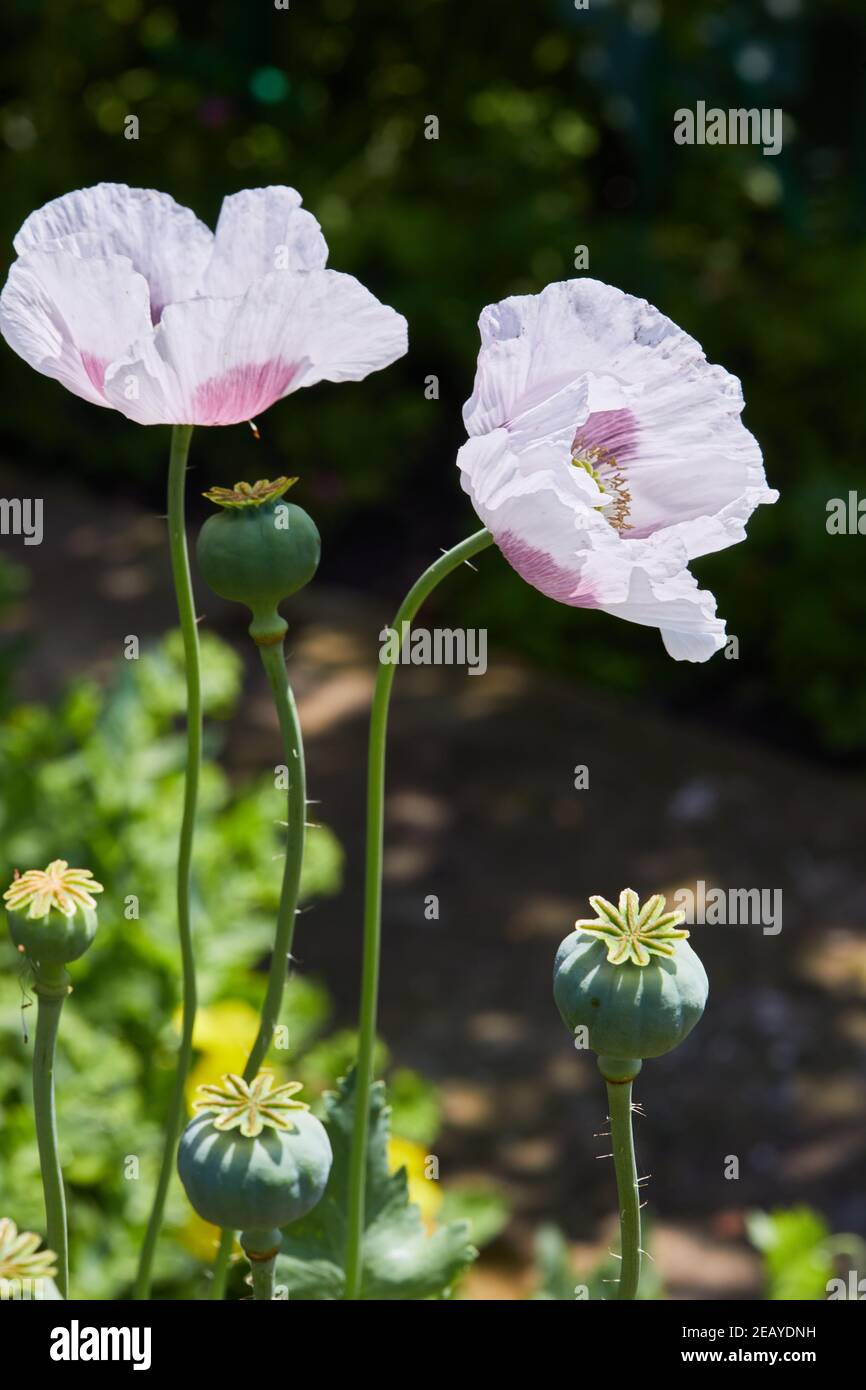 Pink blooming poppy plant. Poppy field Stock Photo - Alamy