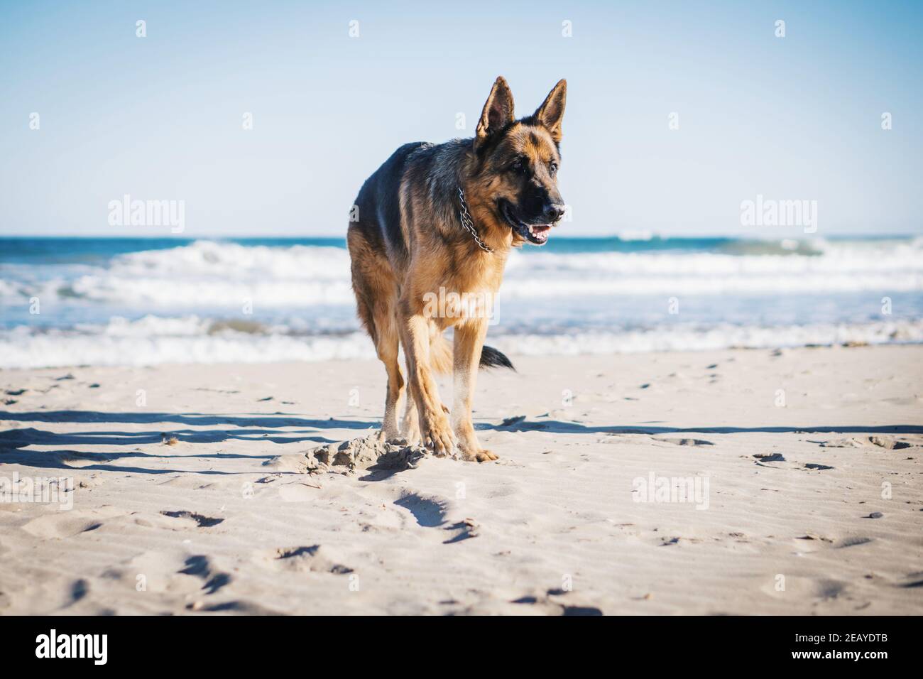 Old german shepherd dog on the beach Stock Photo - Alamy