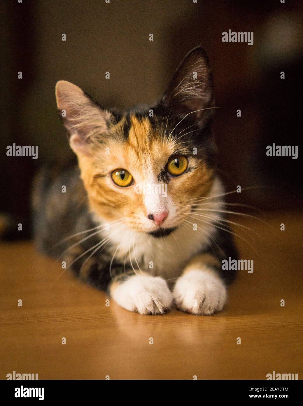 Closeup shot of a cat on the table Stock Photo - Alamy