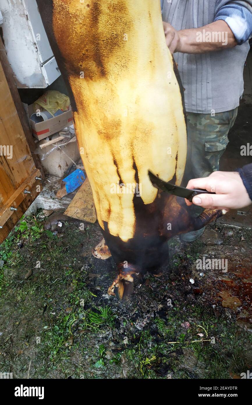 Hog slaughtering hi-res stock photography and images - Alamy