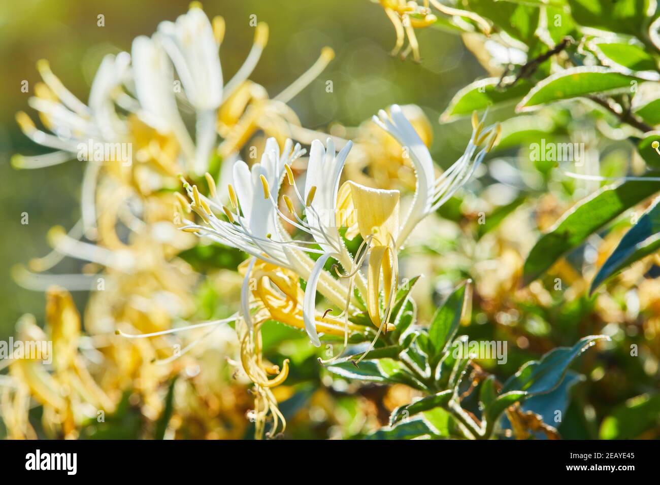 Flowering white-yellow Honeysuckle(Woodbine). Lonicera japonica, known ...