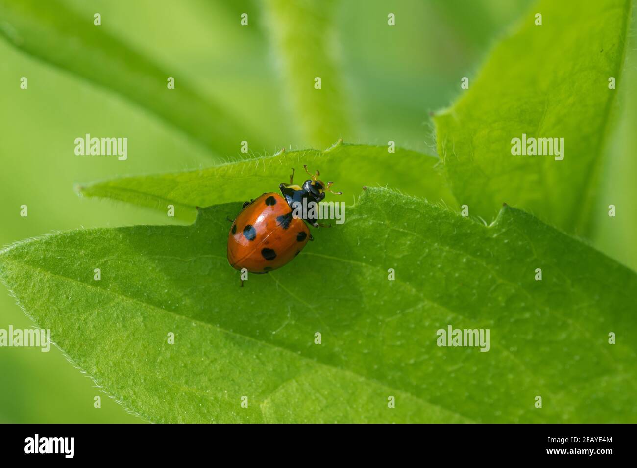 Ladybird sitting hi-res stock photography and images - Alamy