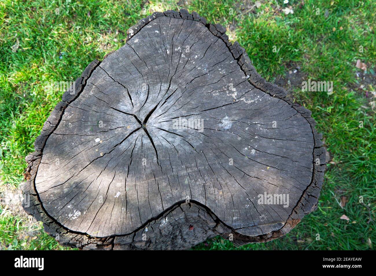 Looking down on an old tree stump, in Ladywell Fields, Lewisham Stock ...