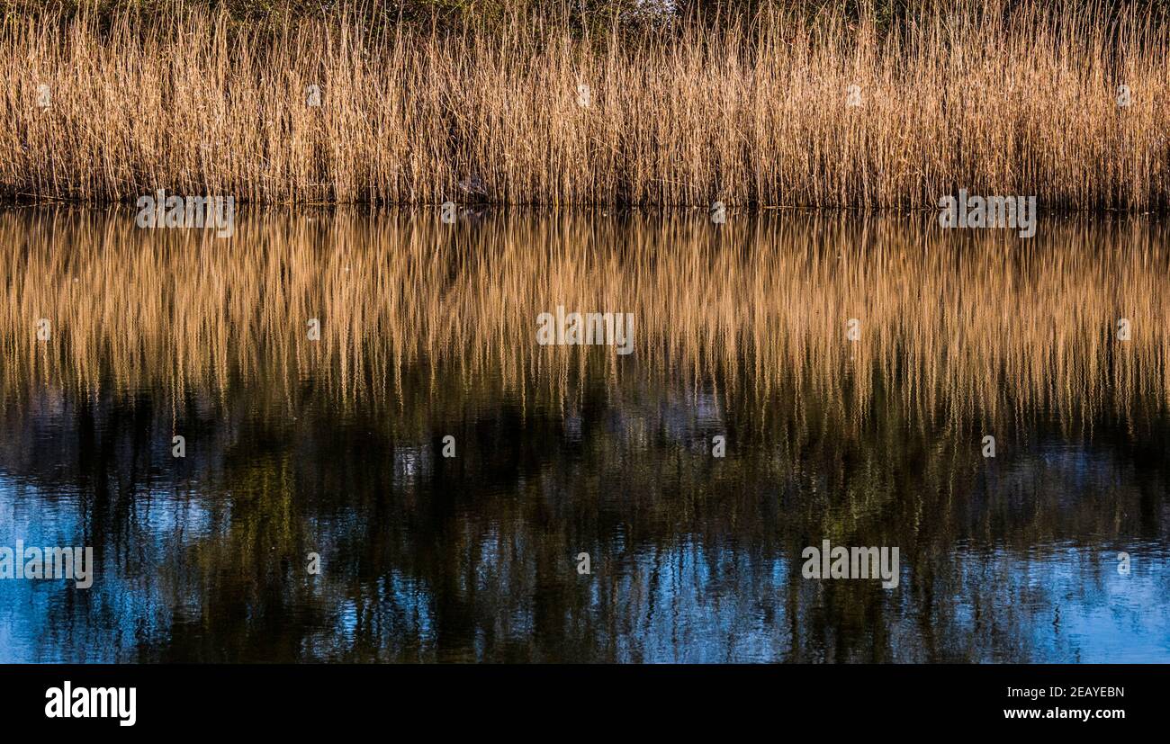 Reed bed on edge of lake Stock Photo - Alamy