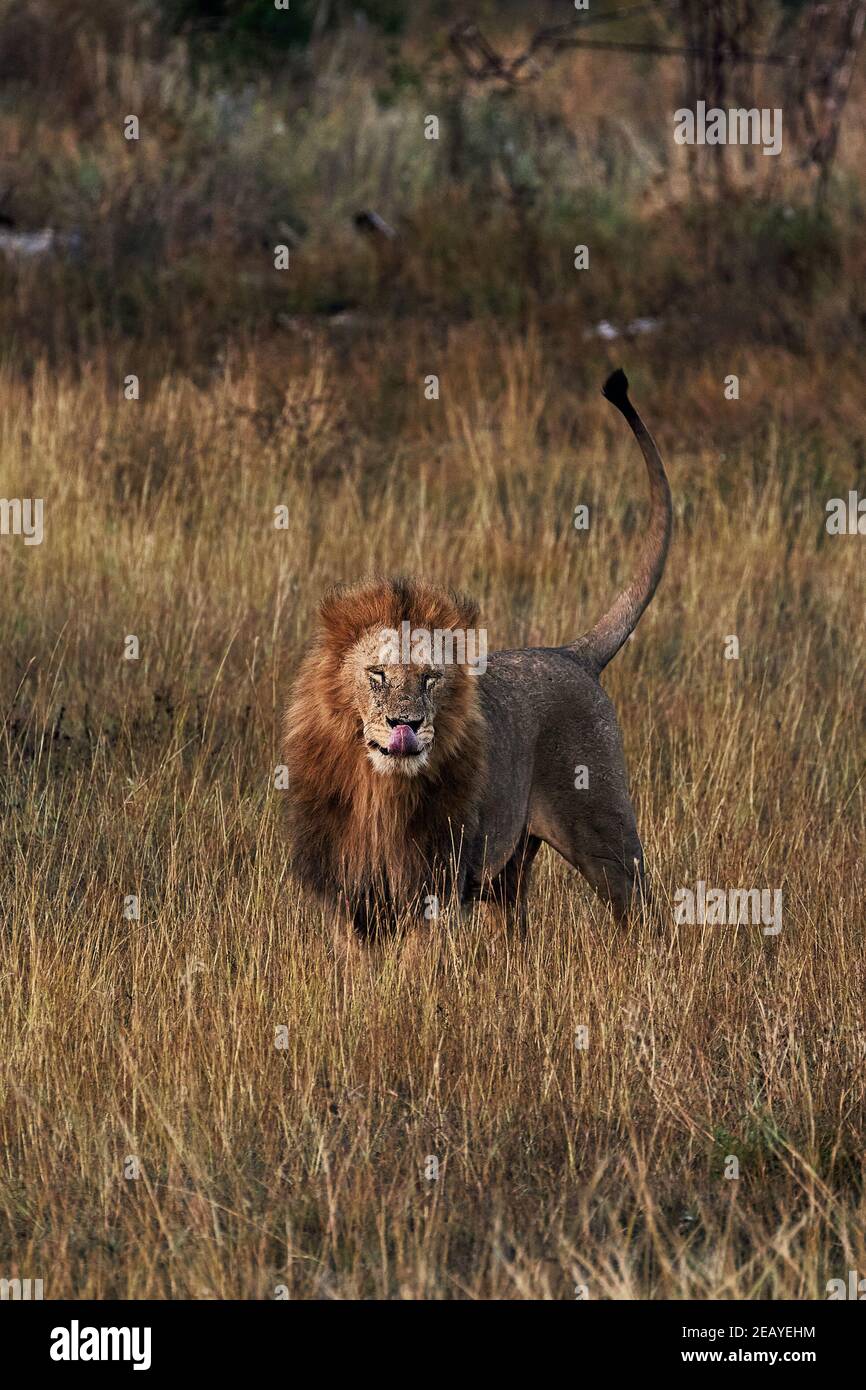 Battle scars wildlife hi-res stock photography and images - Alamy